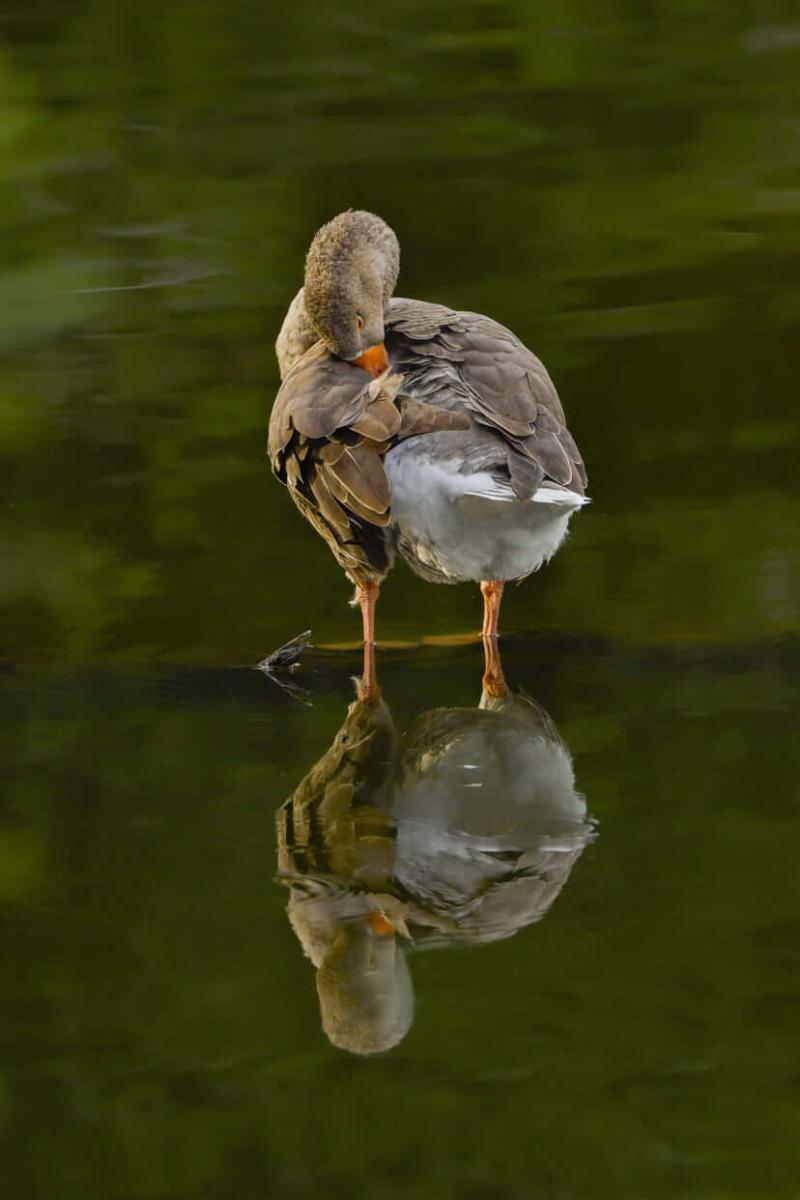 Todo lo que necesitas saber para tomar Fotos de Reflejos | Hablemos de ...